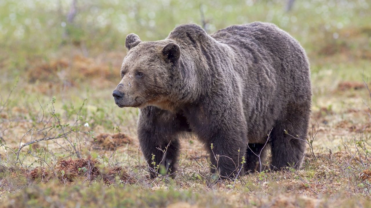 Ordenan abatir a un oso pardo que mató a un joven de 26 años en Italia