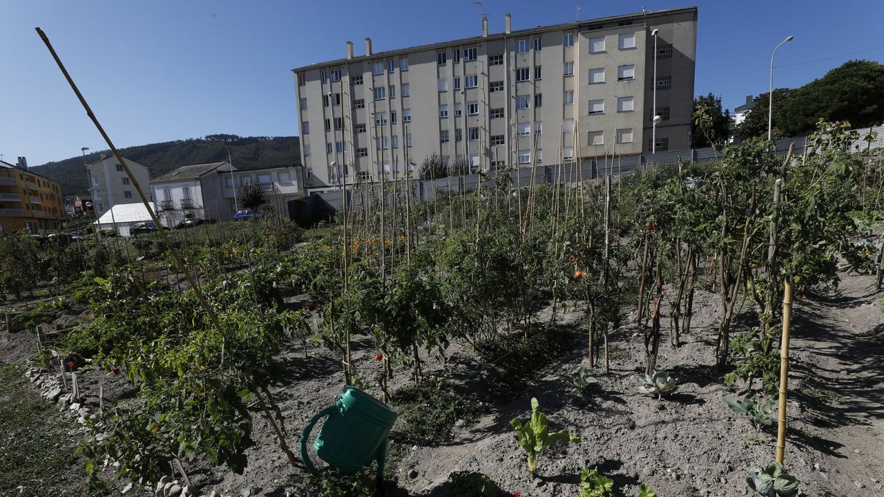 Hortos (ou hortas) urbanos