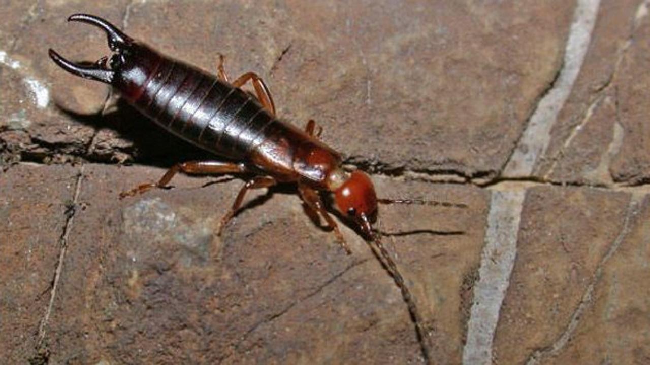 Descubren una nueva especie de tijereta en la cordillera cantábrica