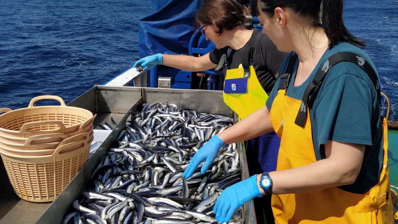 La biomasa de anchoa sigue robusta, muy por encima de la media ...