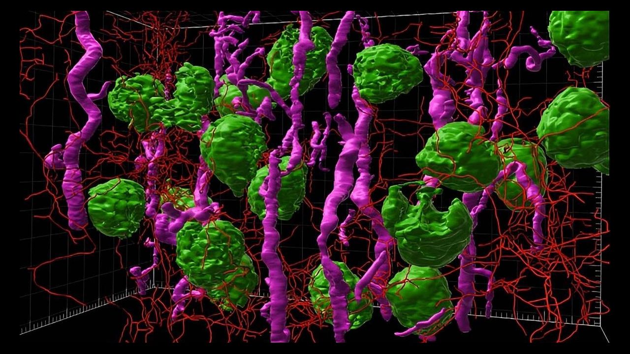 Los primeros atlas unicelulares del riñón, intestino y placenta, nueva ...